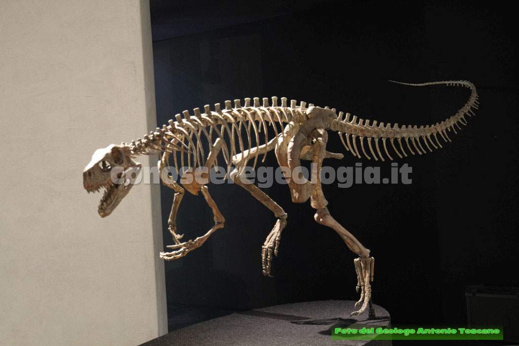 Dinosauri in mostra a Padova - FOTOGALLERY CONOSCEREGEOLOGIA ...