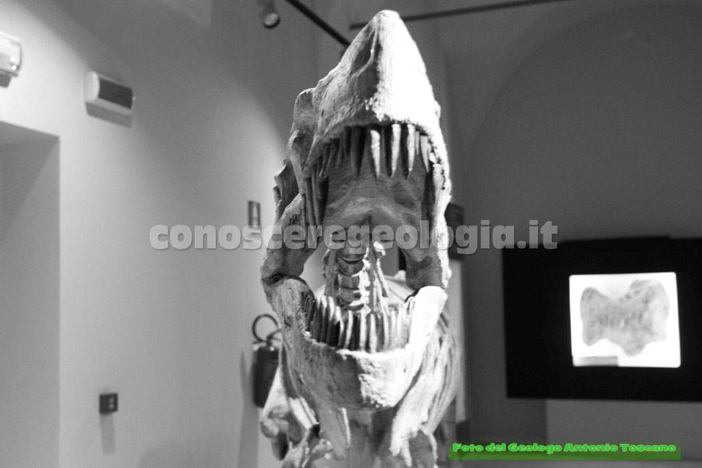 Dinosauri in mostra a Padova - FOTOGALLERY CONOSCEREGEOLOGIA ...